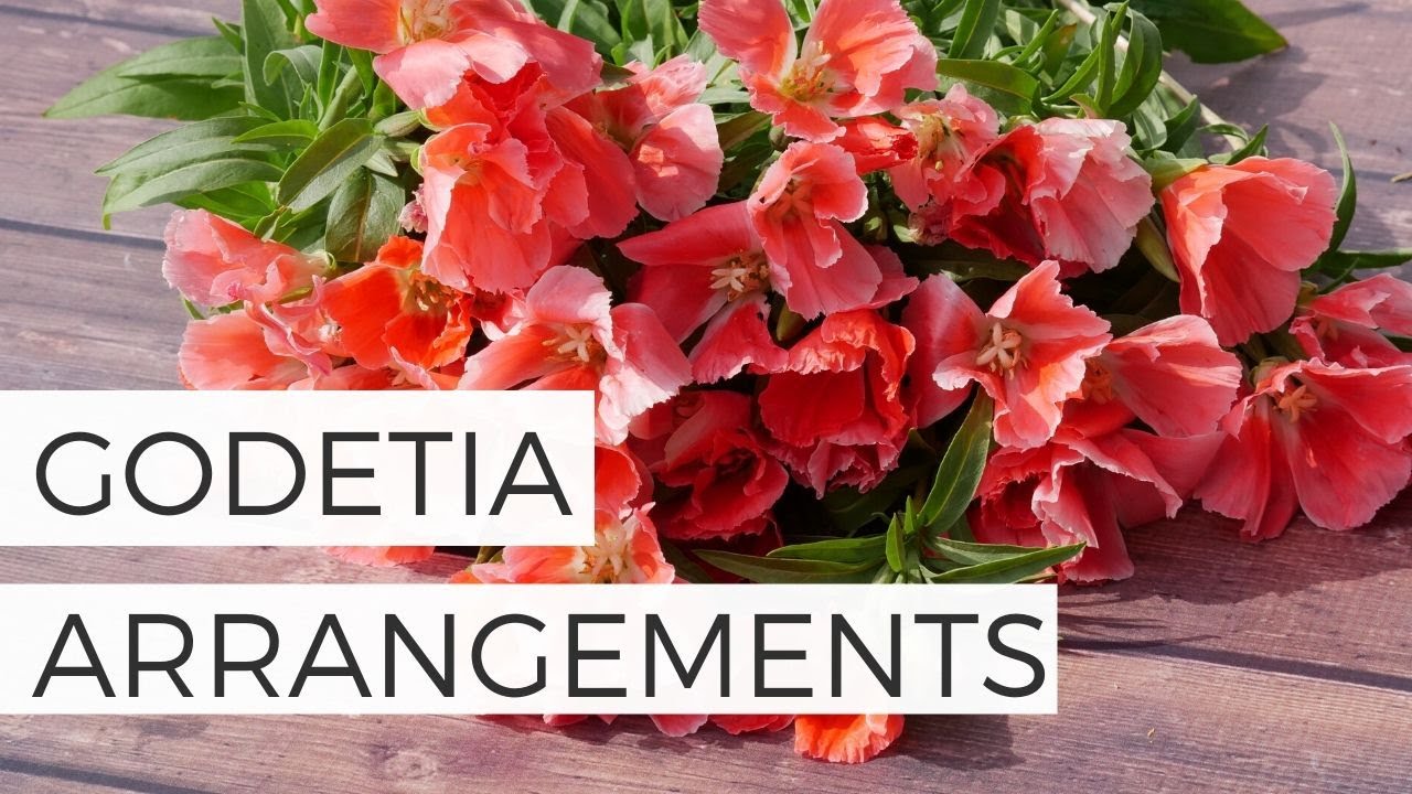 Godetia, Yarrow, and Snapdragon Flower Arrangements from the Cut Flower ...
