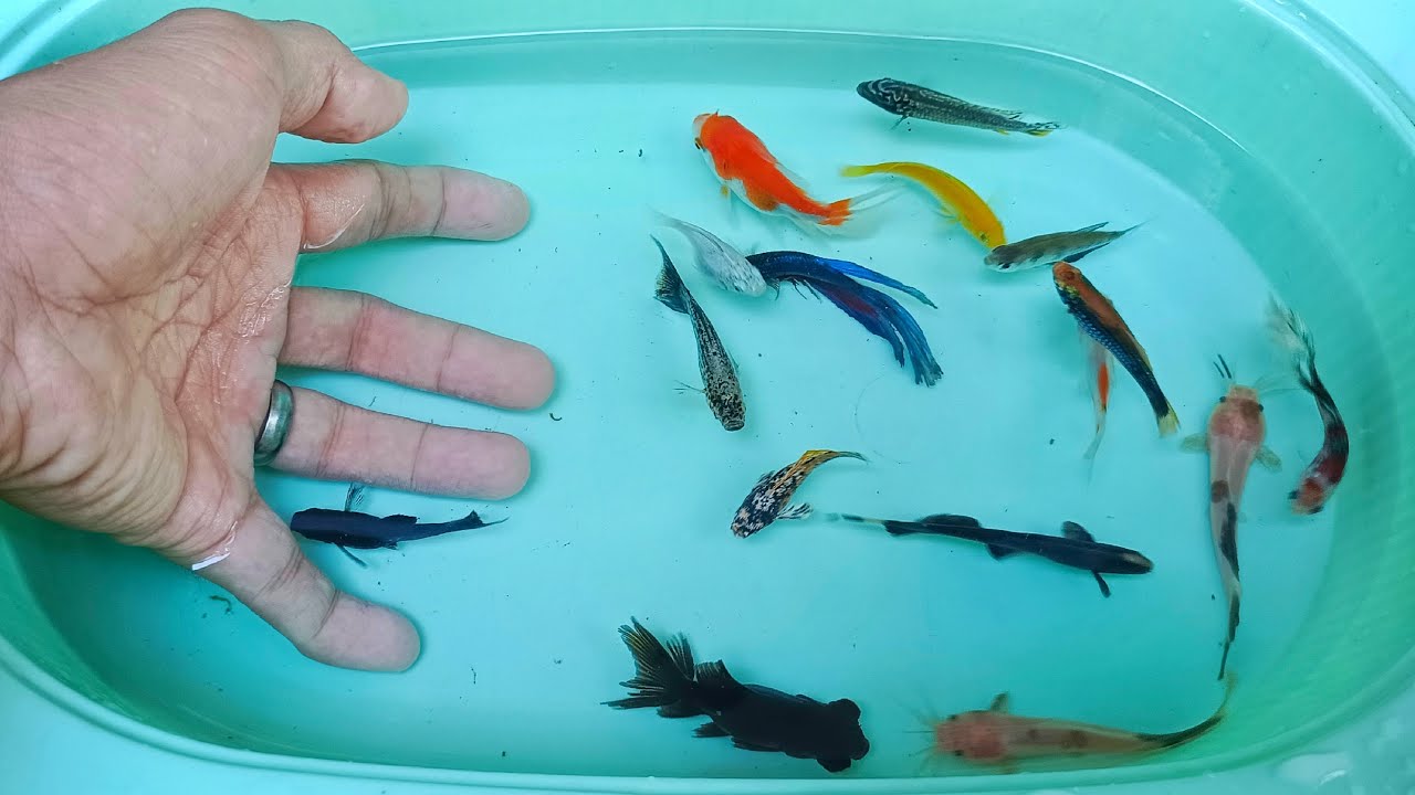 Tangkap ikan warna warni lucu, ikan molly balon, ikan cupang, ikan mas ...