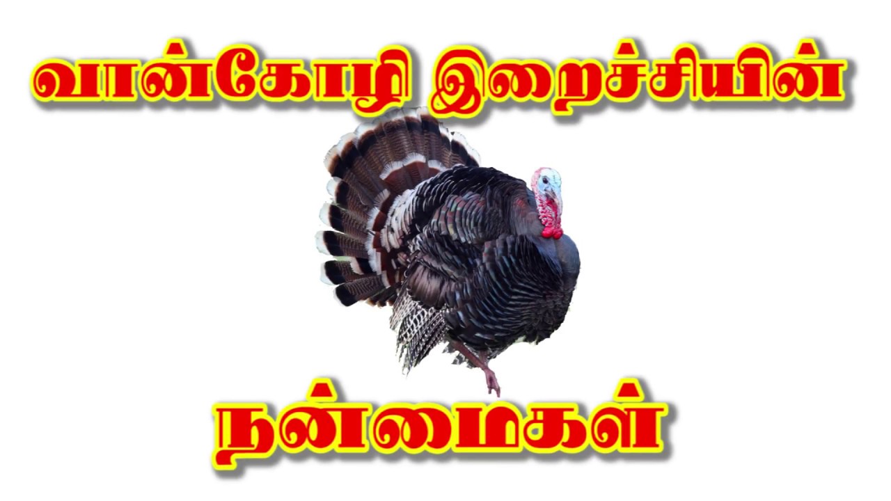 Benefits of vankoli in Tamil (வான்கோழி நன்மைகள்) - YouTube