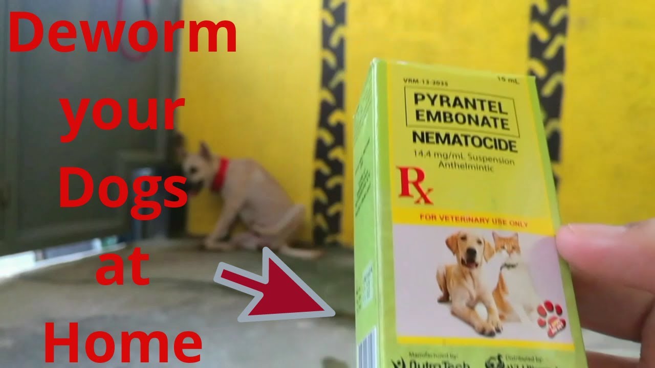 How to use Nematocide,DEWORM /Purgahin Ang ating Aso,150 pesos lang(diy ...