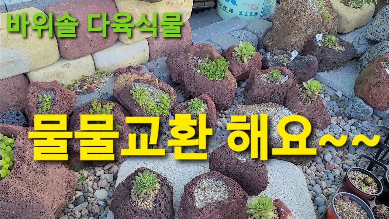 물물교환 할까요 집꾸미기 정원 다육이 다육식물 바위솔 풍란 도전하기 타운하우스 전원주택 베란다인테리어 시공해보기 Youtube