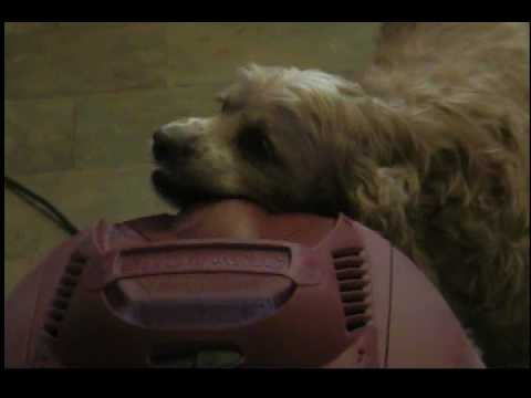 Goofy Cocker spaniel - YouTube