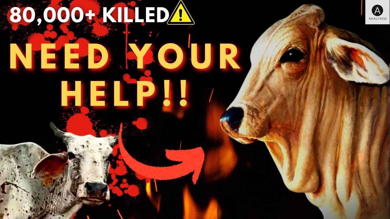 Lumpy skin disease Explained | Lumpy virus in cows and its treatment ...