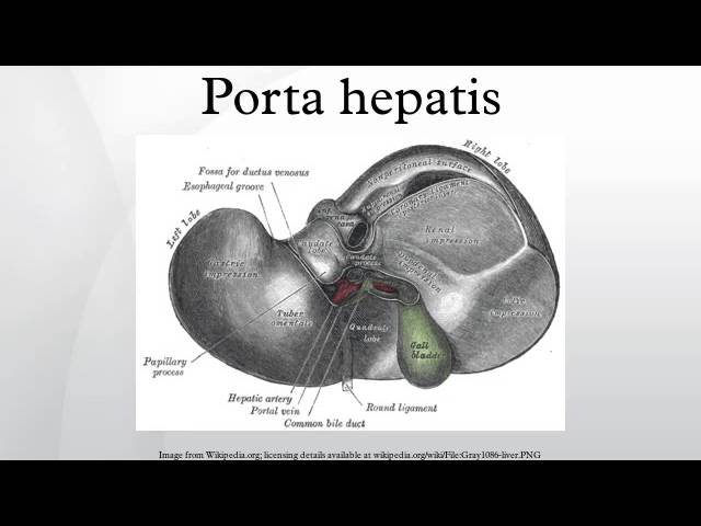 Porta Hepatis