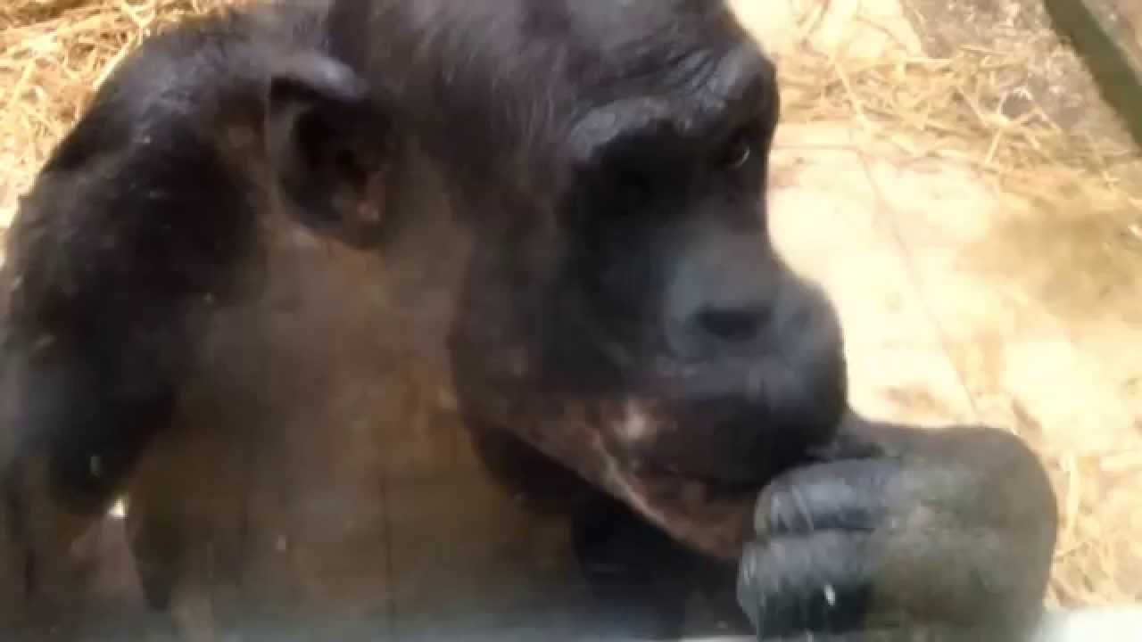 Cheeky Chimps at Twycross zoo - YouTube