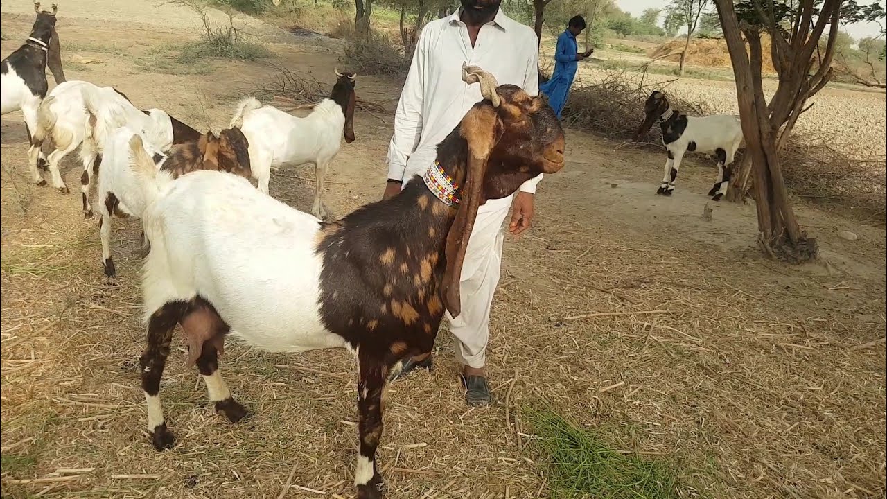 Biggest Pateri Goat Herd | Documentary - YouTube