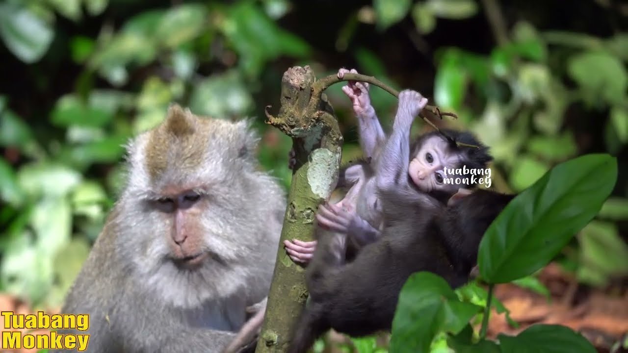 Monyet kecil bermain sangat lincah diatas pohon - YouTube