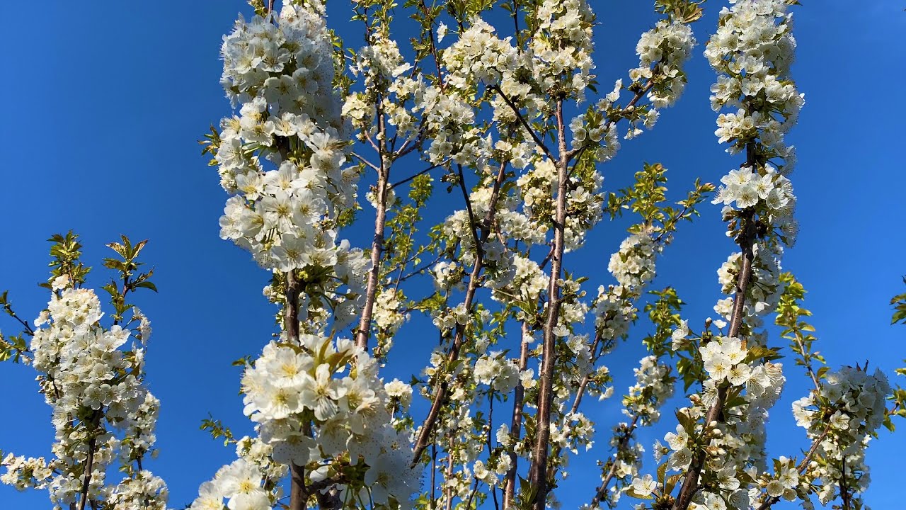 Spring in Full Bloom - Rainier Cherry (Prunus Avium) - YouTube