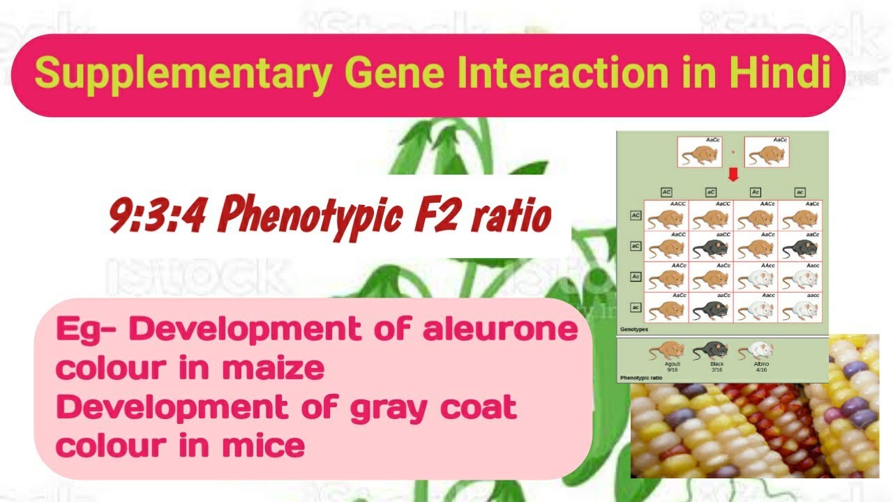 supplementary gene interaction in hindi - YouTube