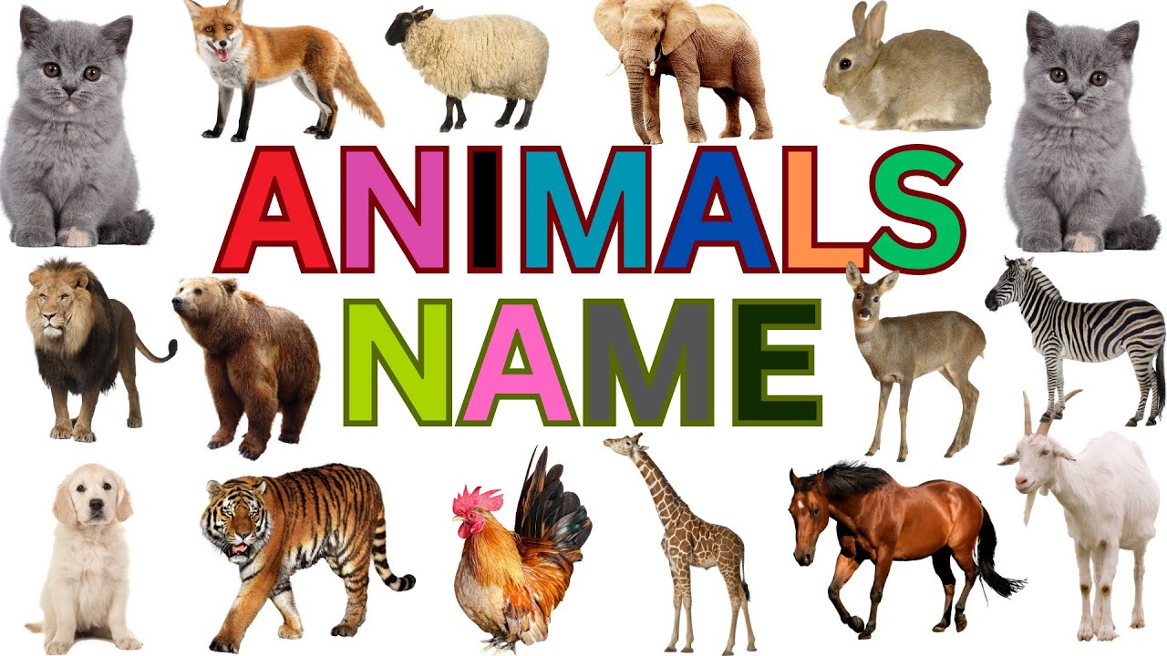 Meet Amazing Animals: Names and Real Videos for Kids | Educational ...