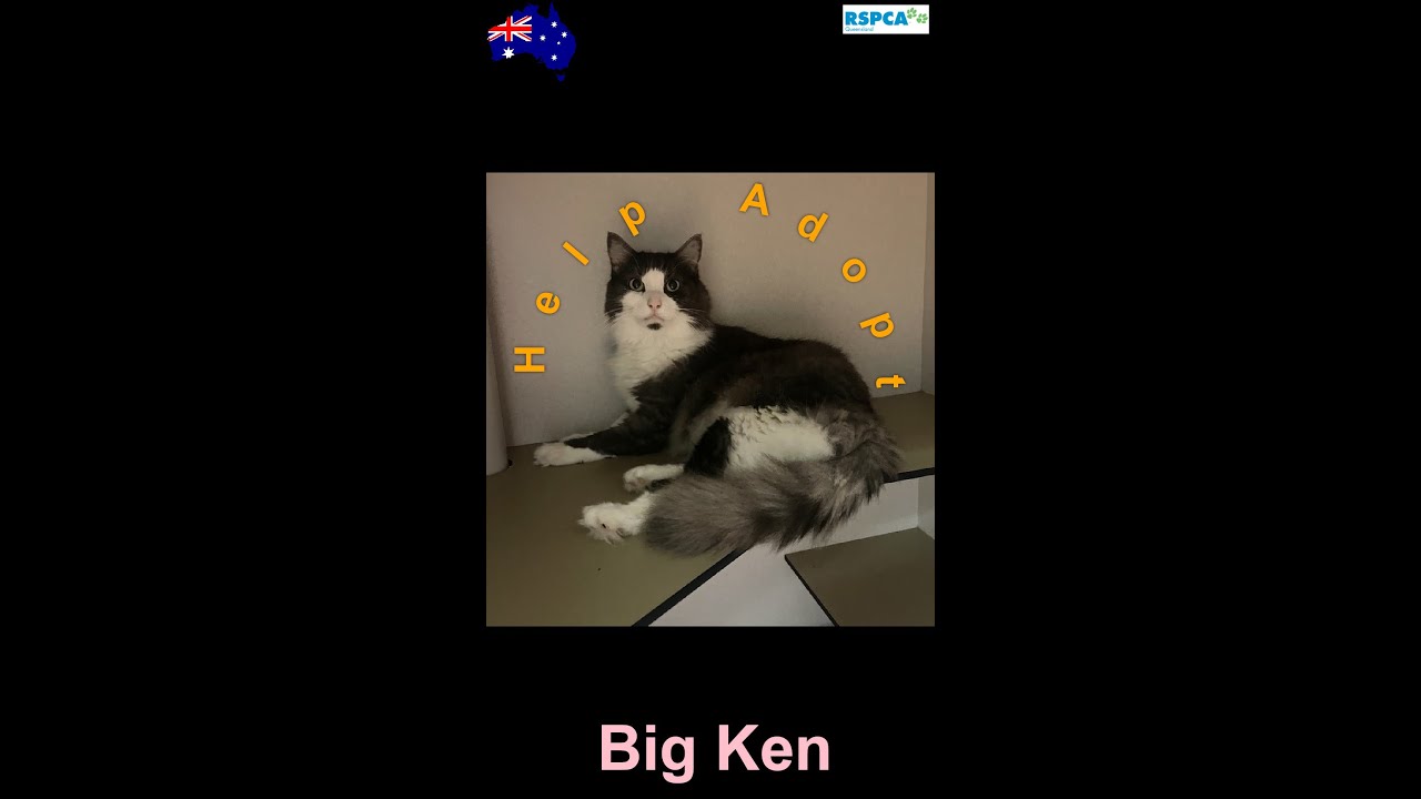 🐾Big Ken has been adopted! Cat / Australia / Pet Barn - Windsor / RSPCA ...