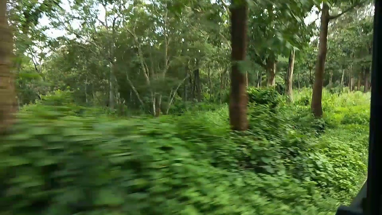 Thithimati Forest |Kodagu| - YouTube