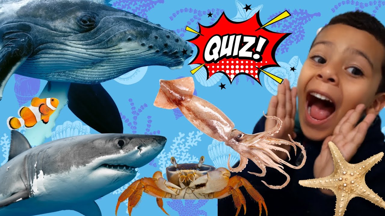 QUIZ DOS BICHOS DO FUNDO DO MAR - YouTube