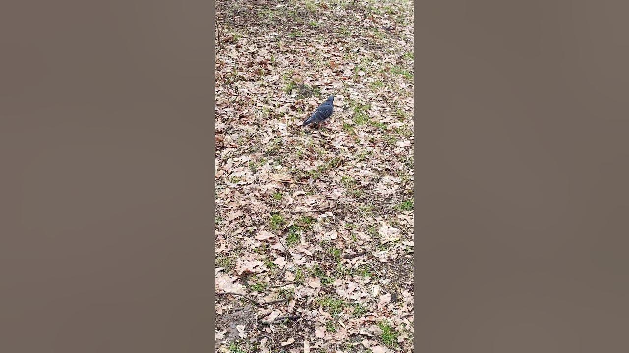 Дикий 🕊️ Голуб гуляє у 🌳 Лісі Птахи 🪶 України та Урочище Теремки в