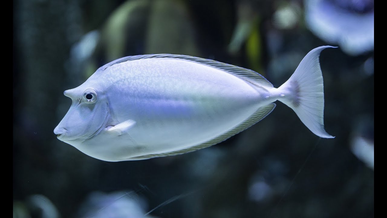 Fish Gill Under a Microscope - YouTube