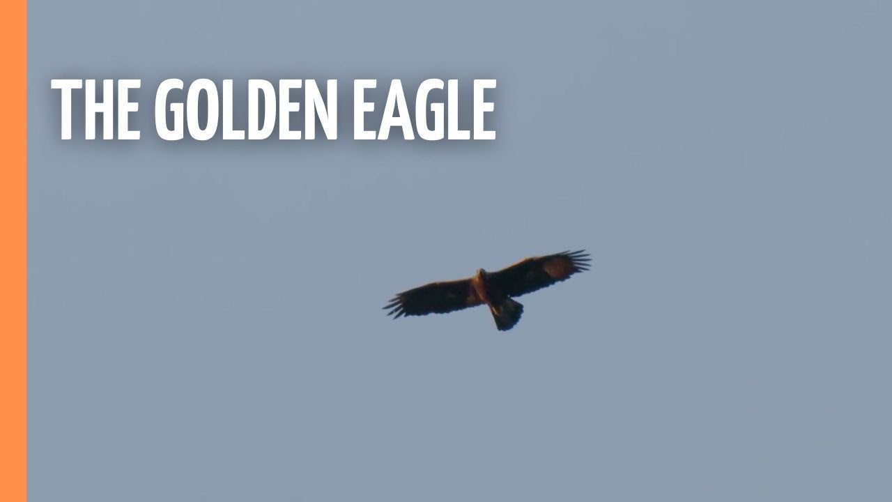 Giant Golden Eagle