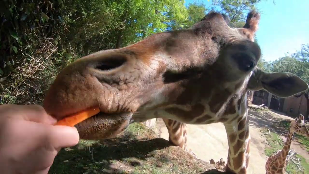 Crunchy Snack Session With Giraffes Desi And Buttercup - YouTube