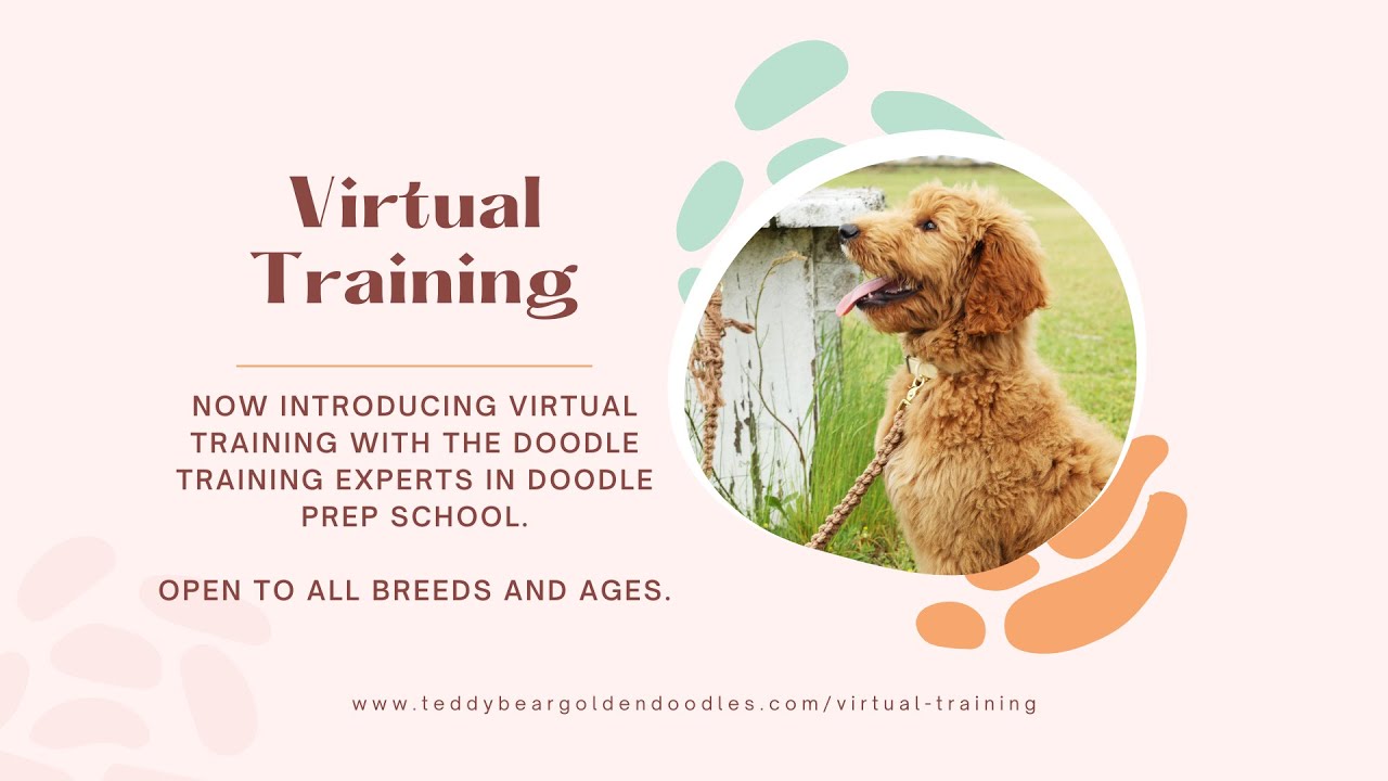 Virtual Puppy Training! - YouTube