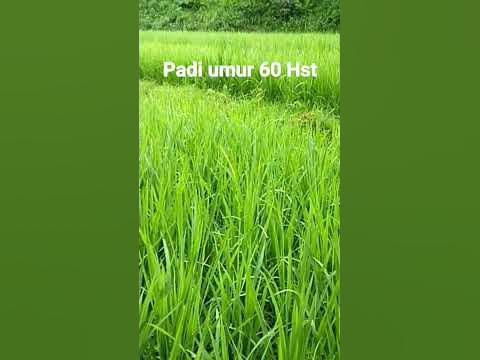 Padi Umur 60 Hst - YouTube