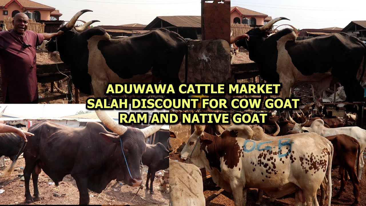 A VISIT TO ADUWAWA CATTLE MARKET IN BENIN CITY SALAH DISCOUNT FOR COW ...