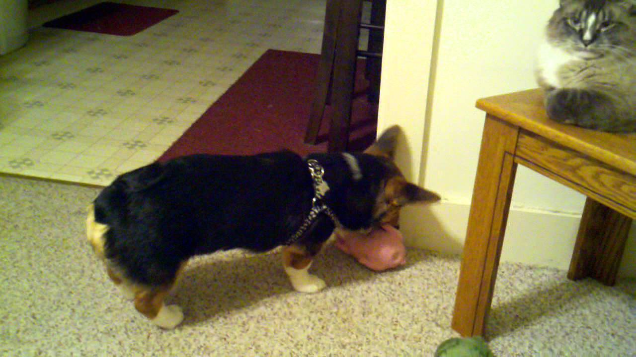 Corgi 5 months Tri-color - YouTube