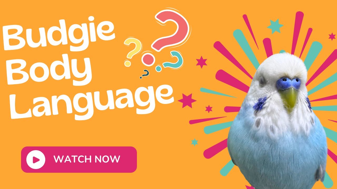 Budgie Body Language Explained! 🦜 What Your Budgie is Trying to Tell ...