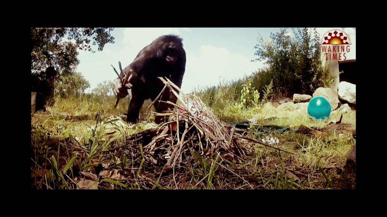 Monkey makes fire - The Dawn of Fire - YouTube