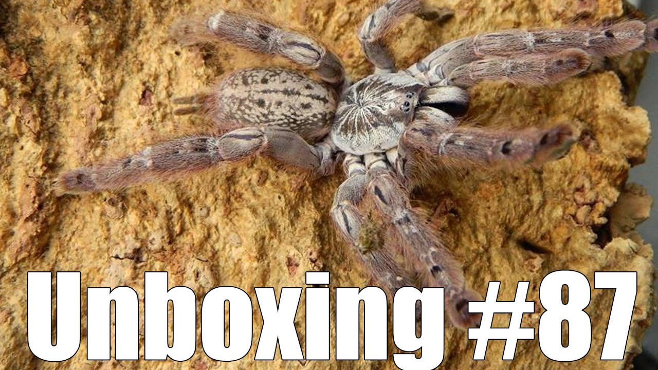 Tartan Tarantulas Unboxing #87 "H. Maculata T. Gigas T. Violaceus ...