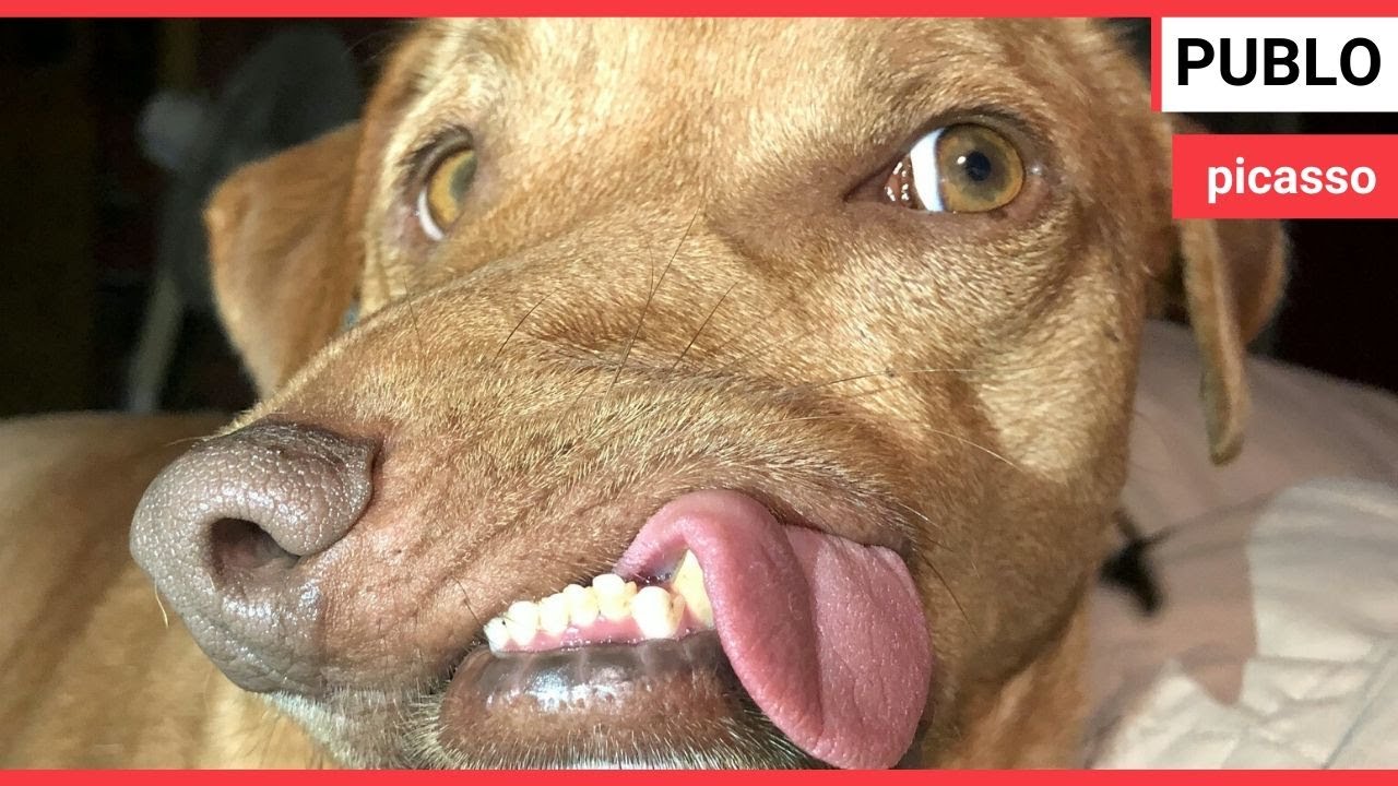 Pablo the wonky-faced dog finally finds forever-home | SWNS - YouTube