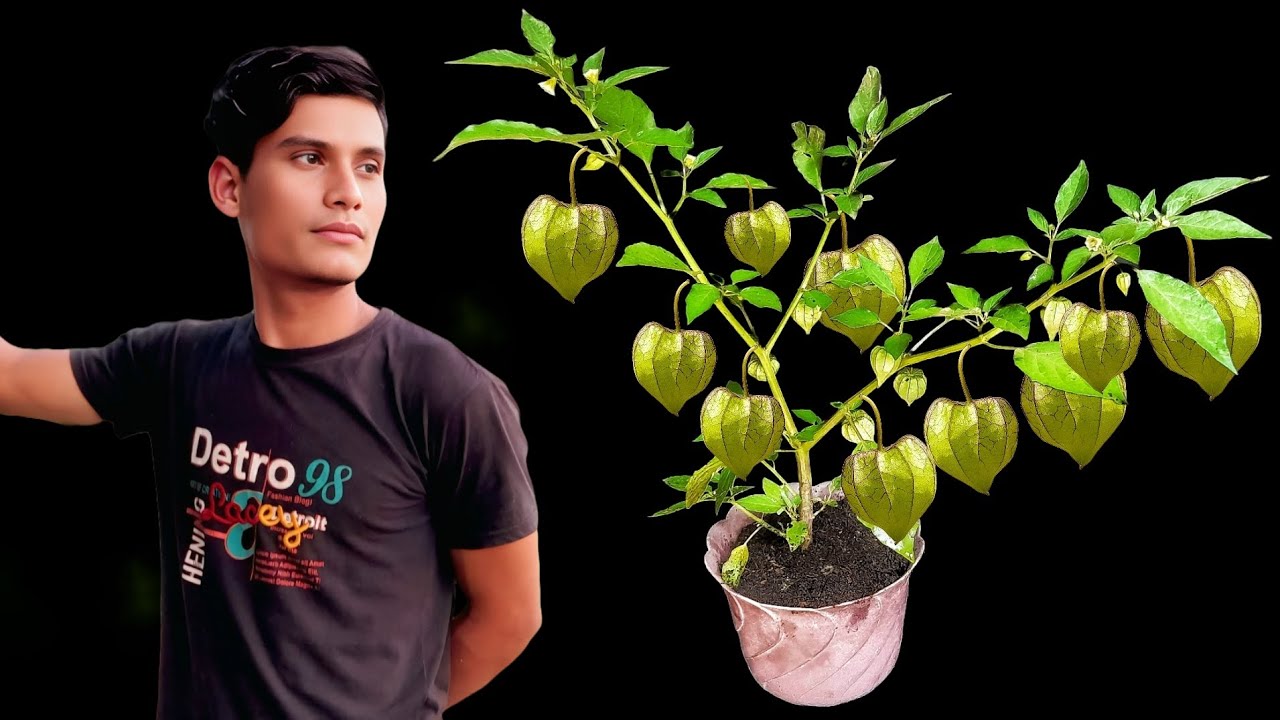 Have you seen any country where goldberry fruit is not eaten? - YouTube