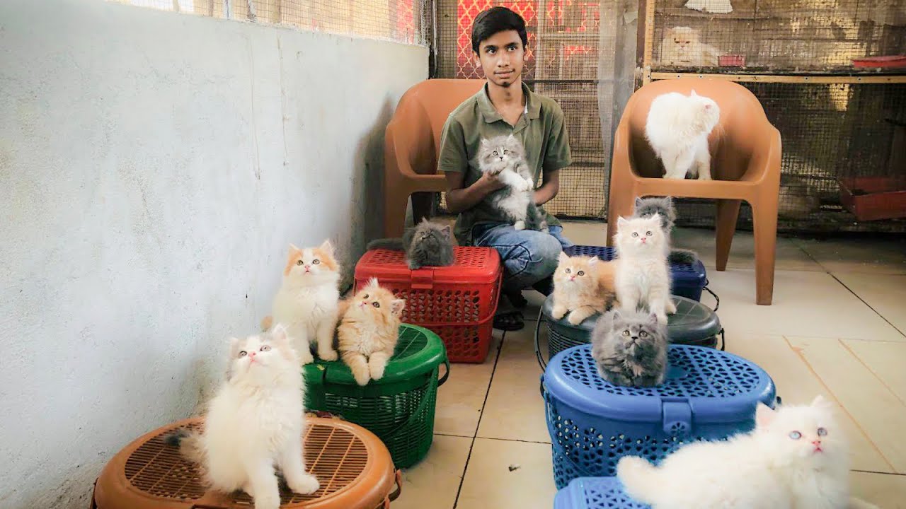 cat farming in india || pet’s Holic || persian cat farm || maviya ...
