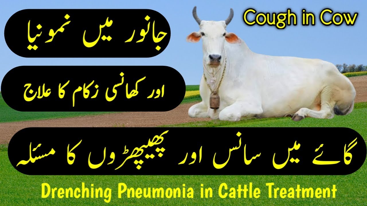 Drenching Pneumonia in Cattle Treatment | Janwar ma Zukam Khansi Ka ...