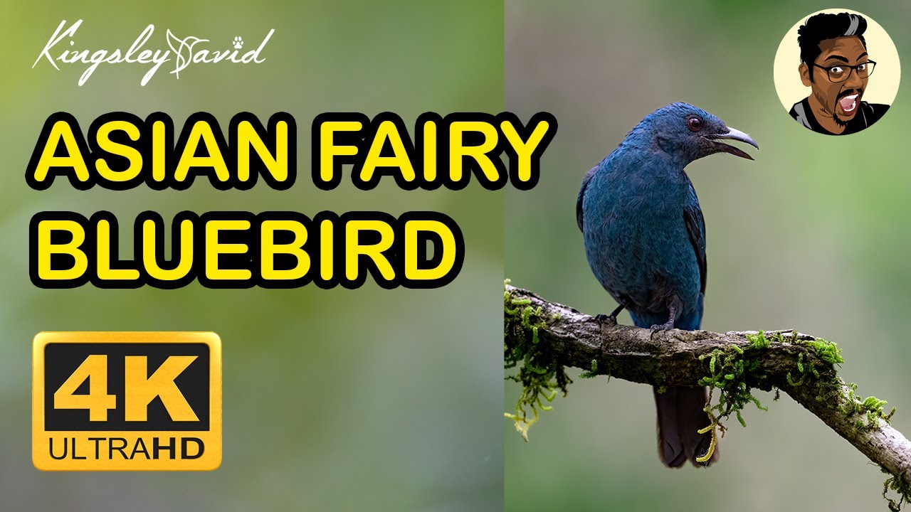 Beautiful Birds | Asian Fairy Bluebird | Bird Photography | Birds ...