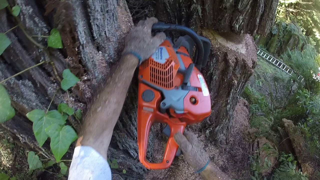 Redwood Clump Pull Tree/s - A North Cali Coast Norm. - YouTube