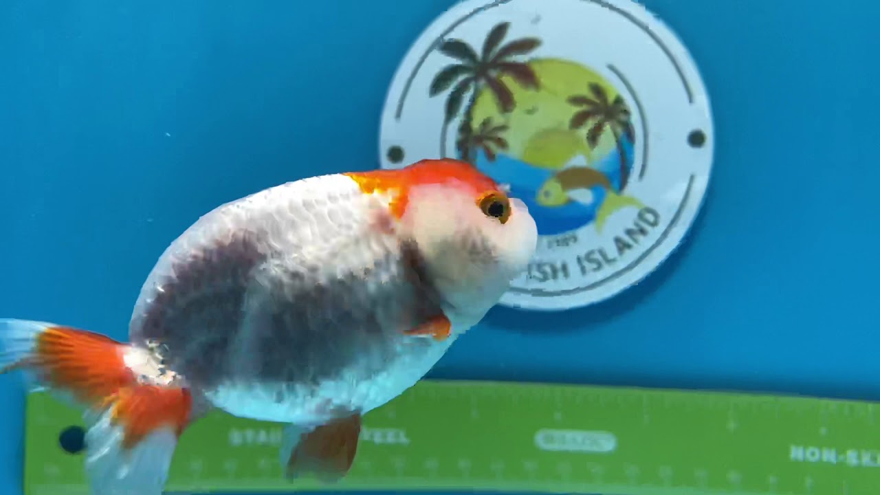 Goldfish Island 0123RAMTRW335TL2U4 - YouTube