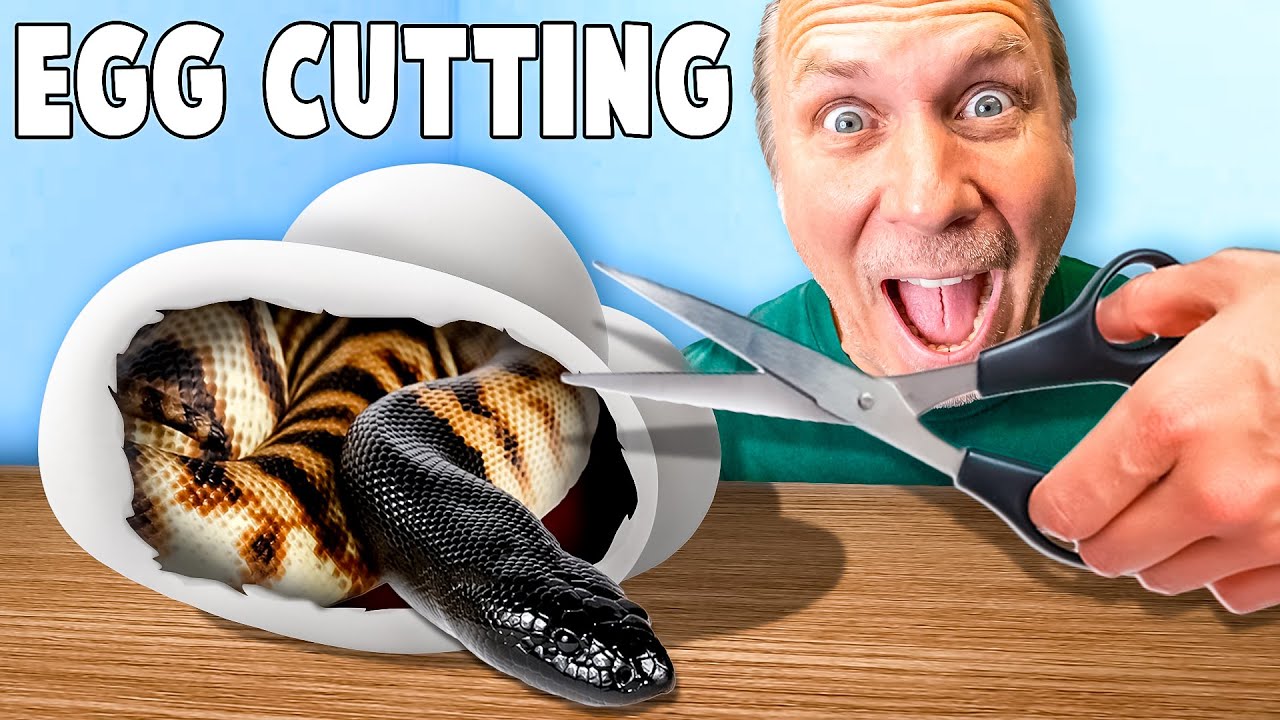 Snake Egg Cutting On Rare Snakes! - YouTube