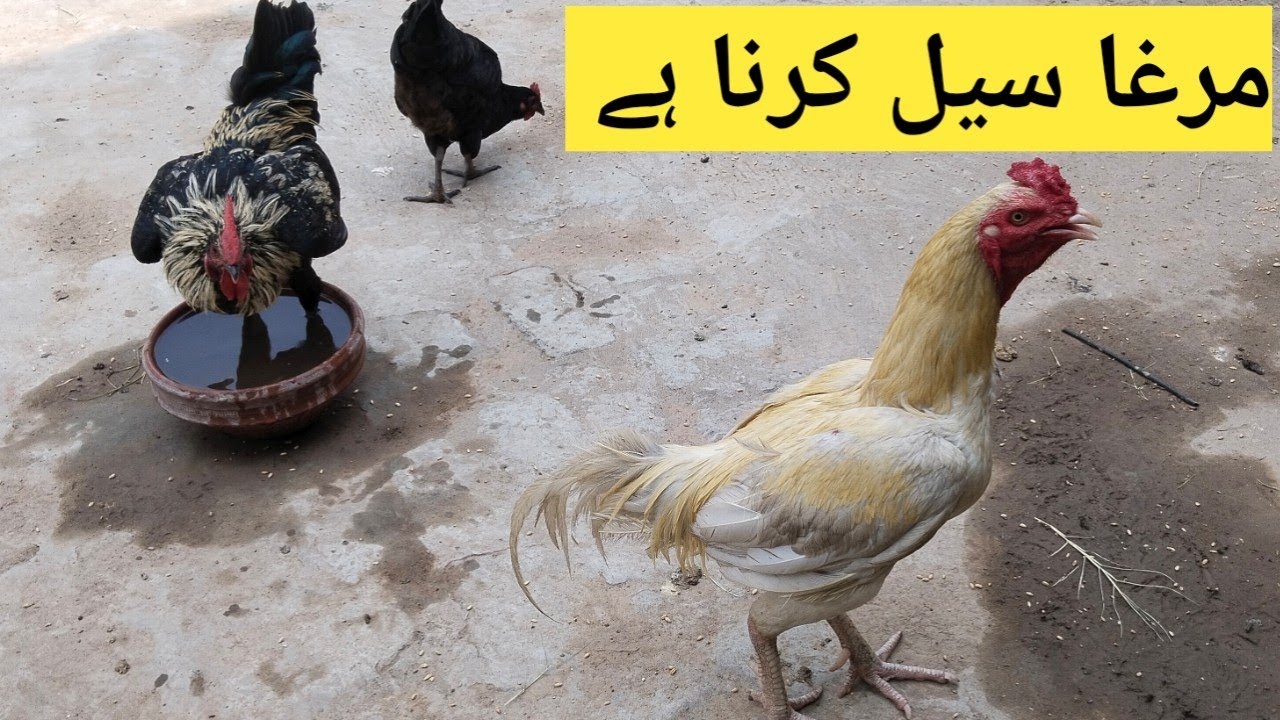 Yah Murga Sale Karna Hai 😎 - YouTube