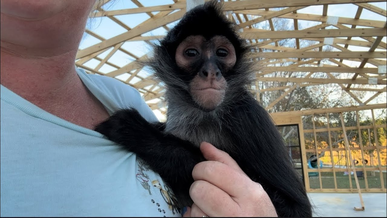 Let’s chat about the monkey house & watch them play 🩵 #monkeys #animals ...