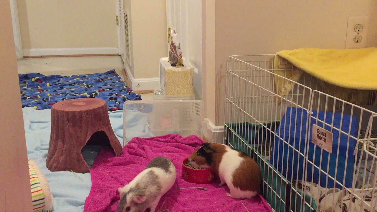 Guinea Pig Adventure - Indoor Play - YouTube