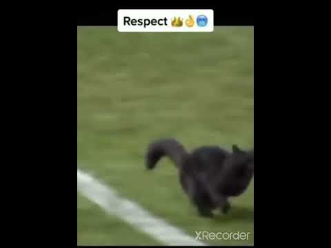 Cat iq level 10000