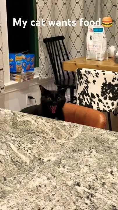 My cat wants food - YouTube