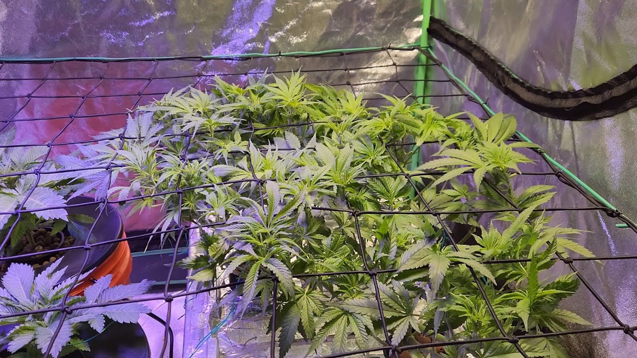 Hydroponics Cannabis Grow - Jealousy Strain - Entry 9 - YouTube
