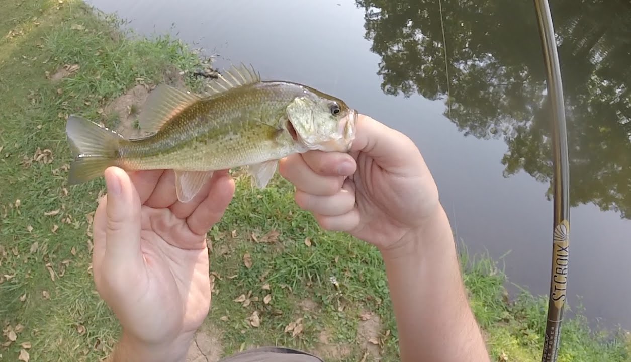 Micro Fishing for Creek Bass - YouTube