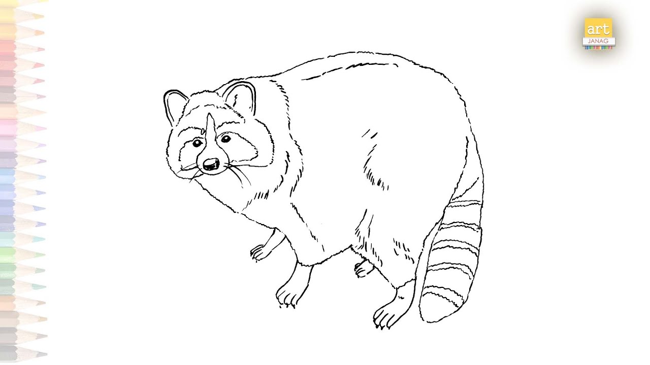 Raccoons | Animals drawing tutorials | How to draw A Raccoon step by ...