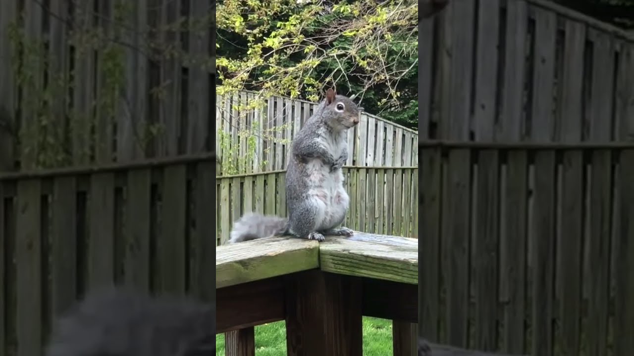 Squirrel doing yoga! Baba squirrel dev Squirrel doing Kapalbhati ...