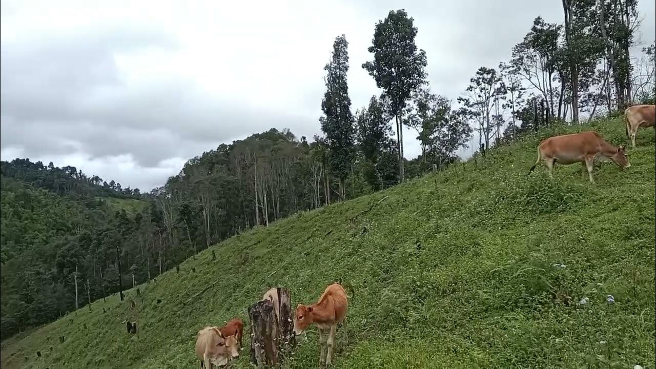 nrog kuv mus saib nyuj thiab saib roob hav os - YouTube