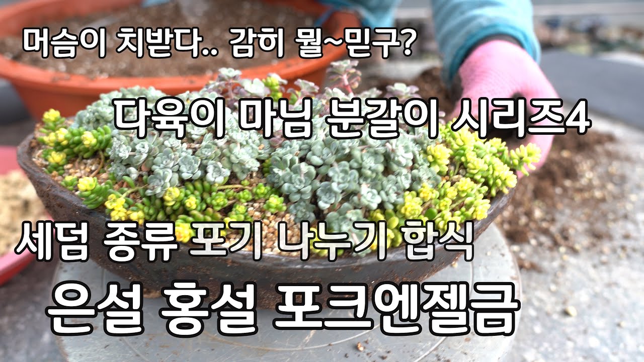 다육이 키우기 다육식물 분갈이 포기 나누기 합식 다육이 마님 분갈이 시리즈4편 세덤 종류 은설 홍설 포크엔젤 금 Youtube