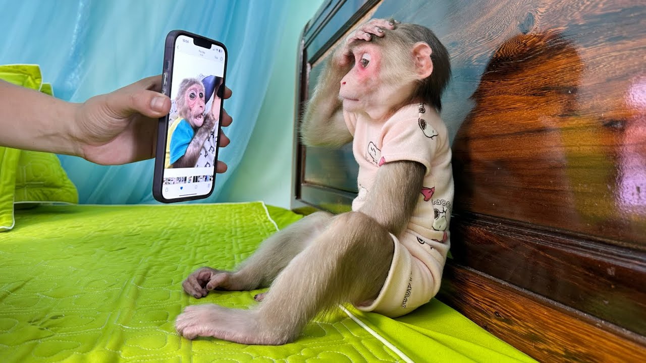 Unbelievable! Monkey Luk surprise received news that Cubis came to ...