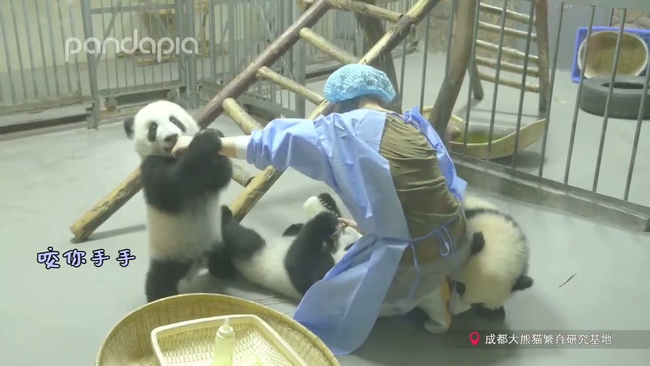🐼Pandas VS Keeper | Adorable Panda 奶妈大战三只熊猫宝宝 - YouTube