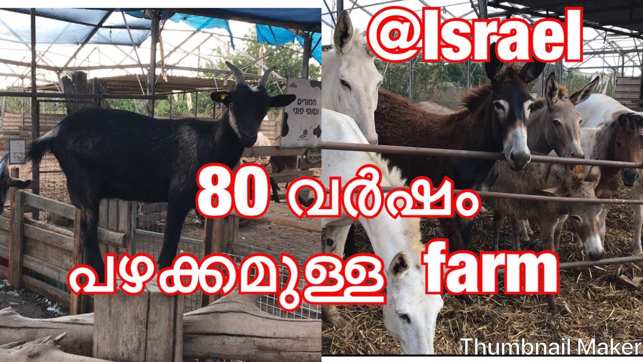 Cow farm in israel||Israel farm technology||kaippan vlogs - YouTube